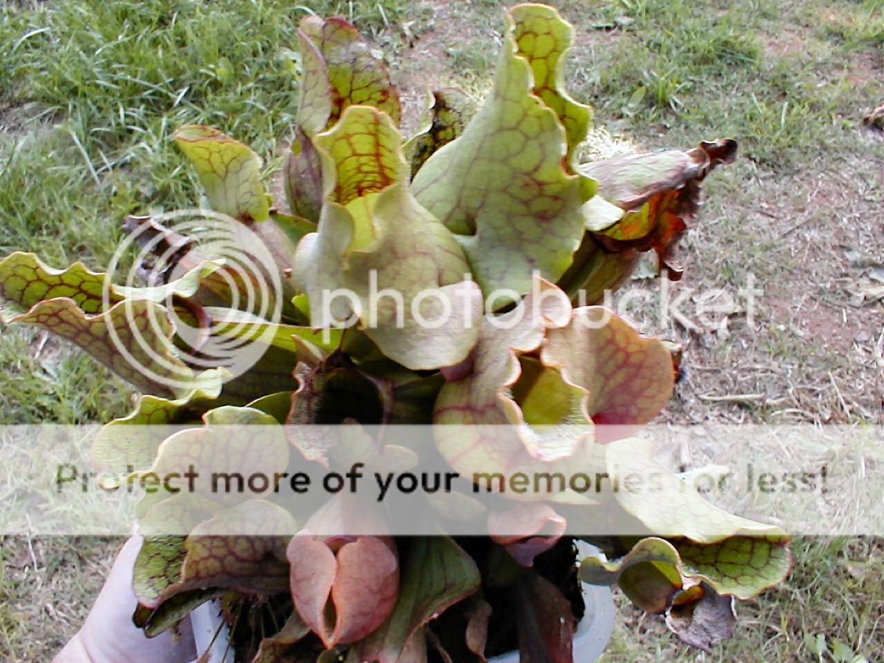 first pitcher plant with lots of questions!!! - FlyTrapCare Forums